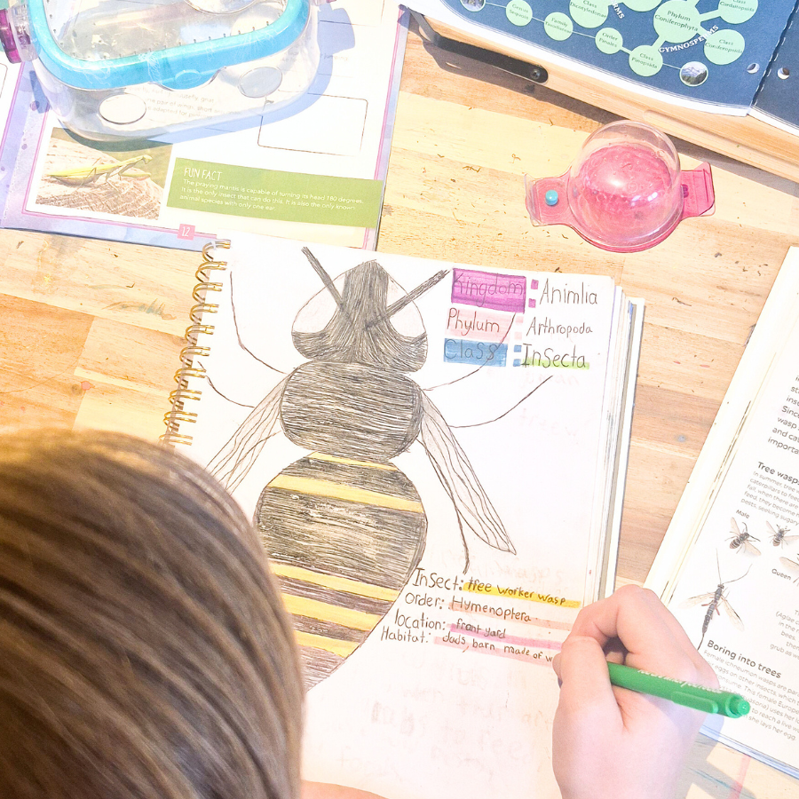 Explore Insects Unit Study for Elementary Homeschool – Knowledge Crates