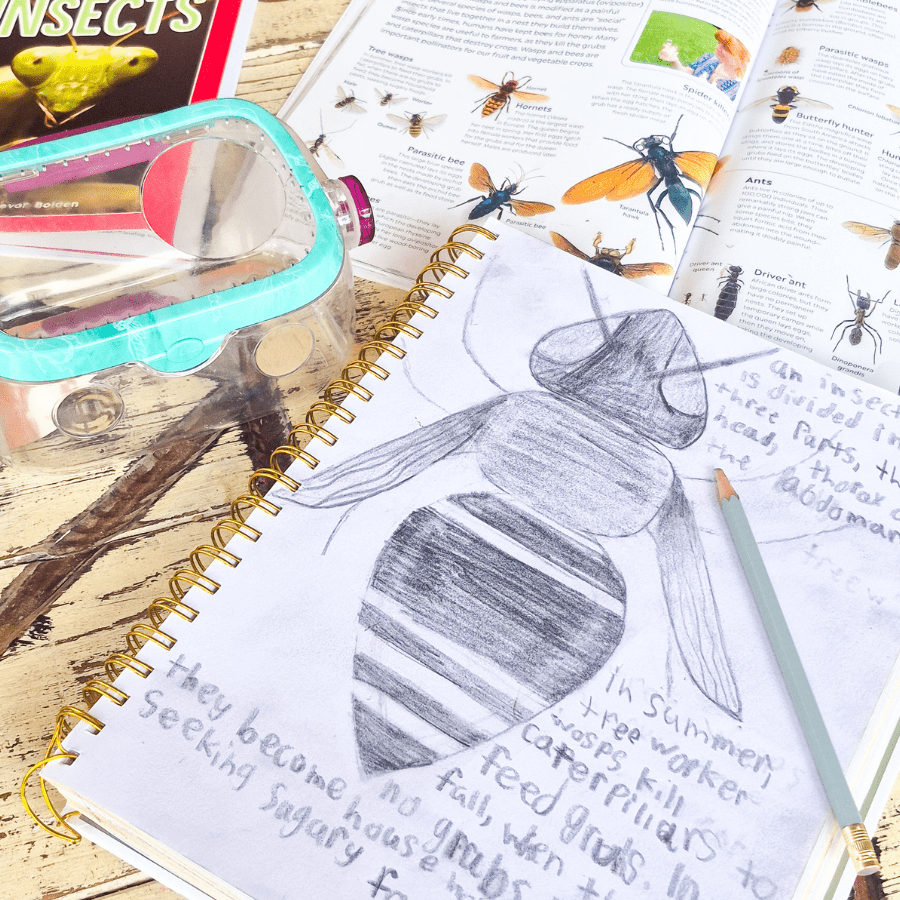 Explore Insects Unit Study for Elementary Homeschool – Knowledge Crates